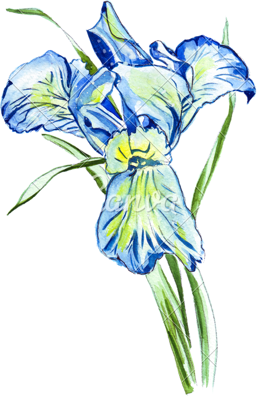 Hand Drawing Of A Watercolor Iris - Drawing - Free Transparent PNG ...
