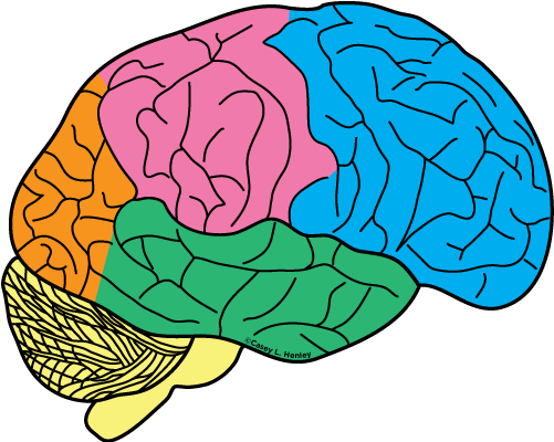 Download Human Brain - Prefrontal Cortex Png PNG Image with No ...