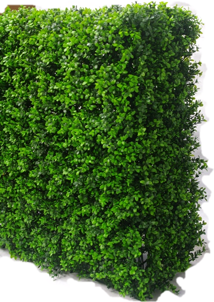 Boxwood Hedge Png - Green Hedge Png - Free Transparent PNG Download ...