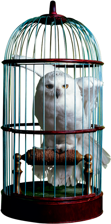 Download Hedwig Drawing Cage - Harry Potter Hedwig Cage PNG Image with ...