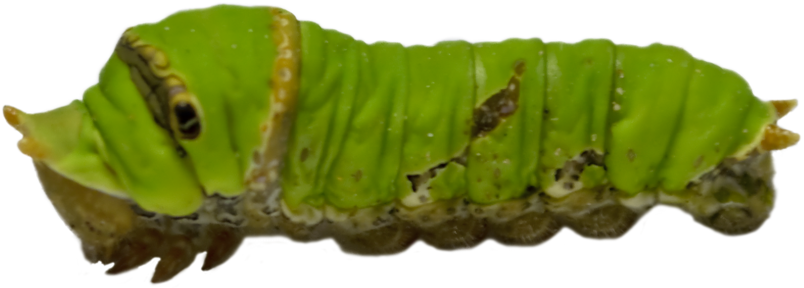 Download Caterpillar Png PNG Image with No Background - PNGkey.com