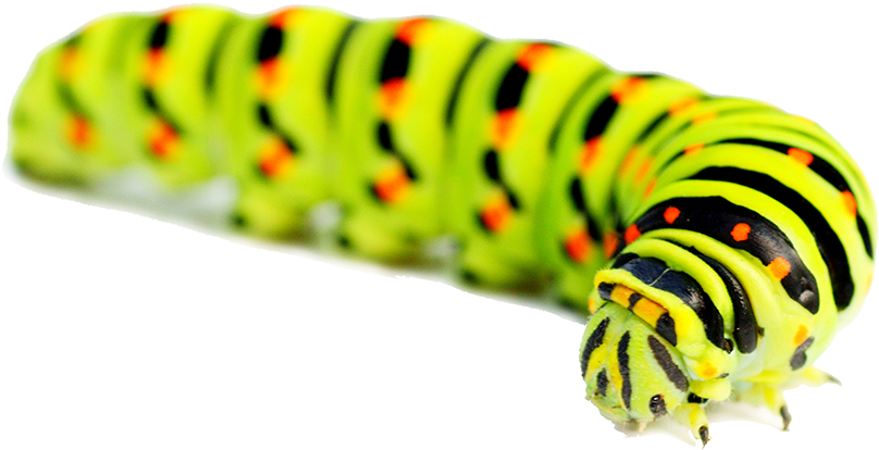 Download Caterpillar Png - Caterpillar Images Png Hd PNG Image with No ...