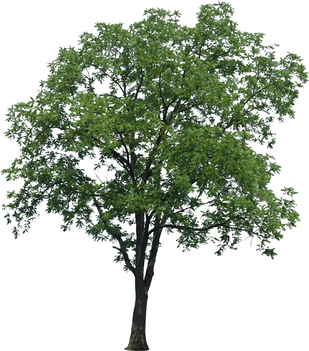Arboles Png Para Renders - Multi Stem Tree Png - Free Transparent PNG ...
