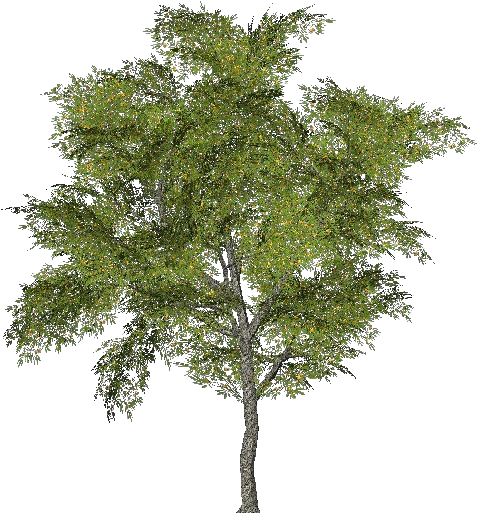 Download 3d Trees - Tabebuia - Ginkgo Biloba Tree Png PNG Image with No ...