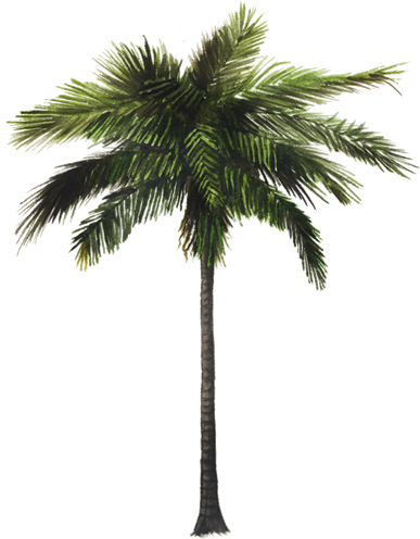 Download Coconut Tree 3d Model PNG Image with No Background - PNGkey.com