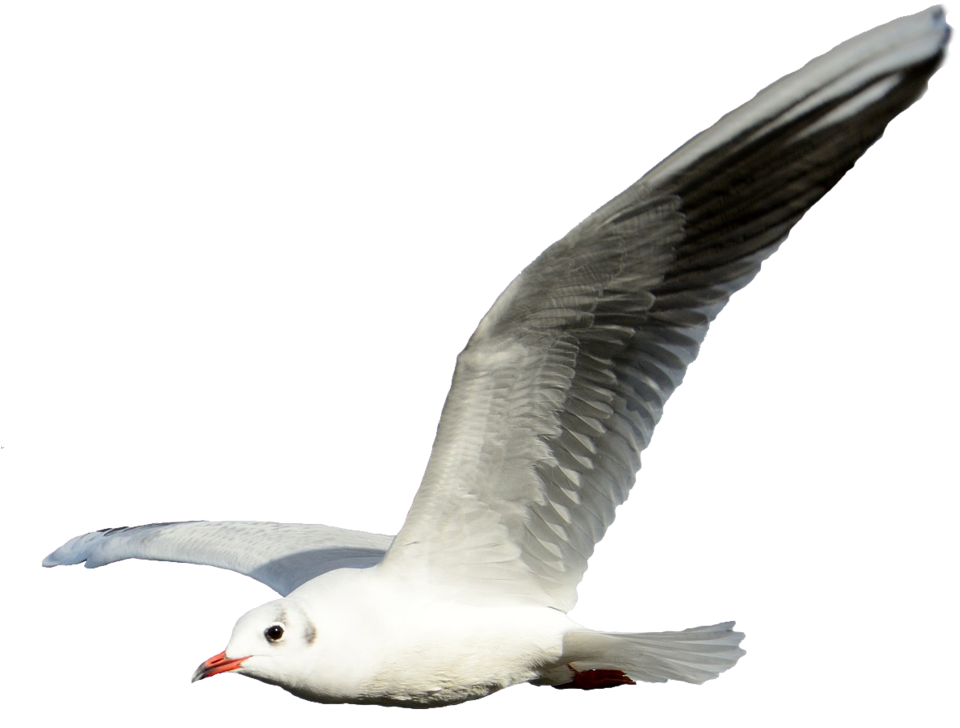 Seagull Transparent Png - Seagull Flying No Background - Free Transparent PNG Download - PNGkey