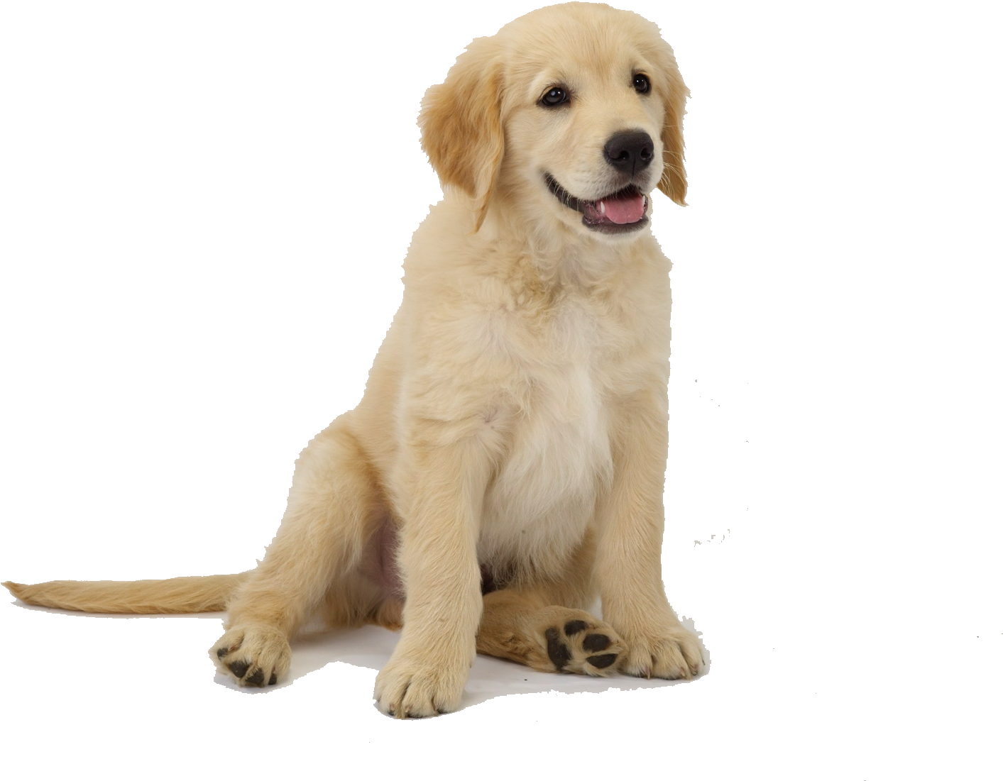 Perro Png - Golden Retriever Puppy Png - Free Transparent PNG Download ...
