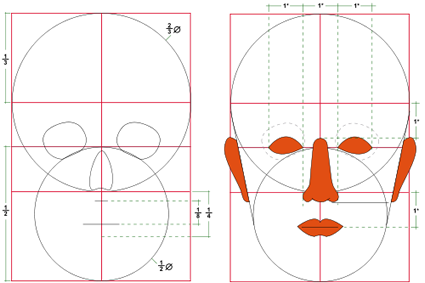 Download Head Proportions - Head Proportion Svg PNG Image with No ...