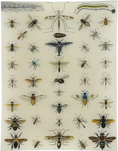 Download Bees, Wasps - Cavallini Natural History Insects PNG Image with ...