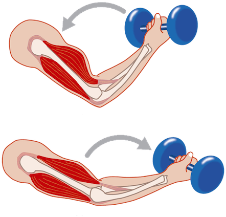 Antagonistic-muscles - - Contract Muscles - Free Transparent PNG ...