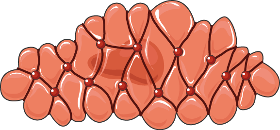 Download Muscle - Smooth Muscle Clipart PNG Image with No Background ...