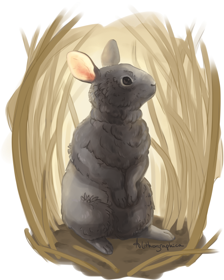 Download Teporingo PNG Image with No Background - PNGkey.com