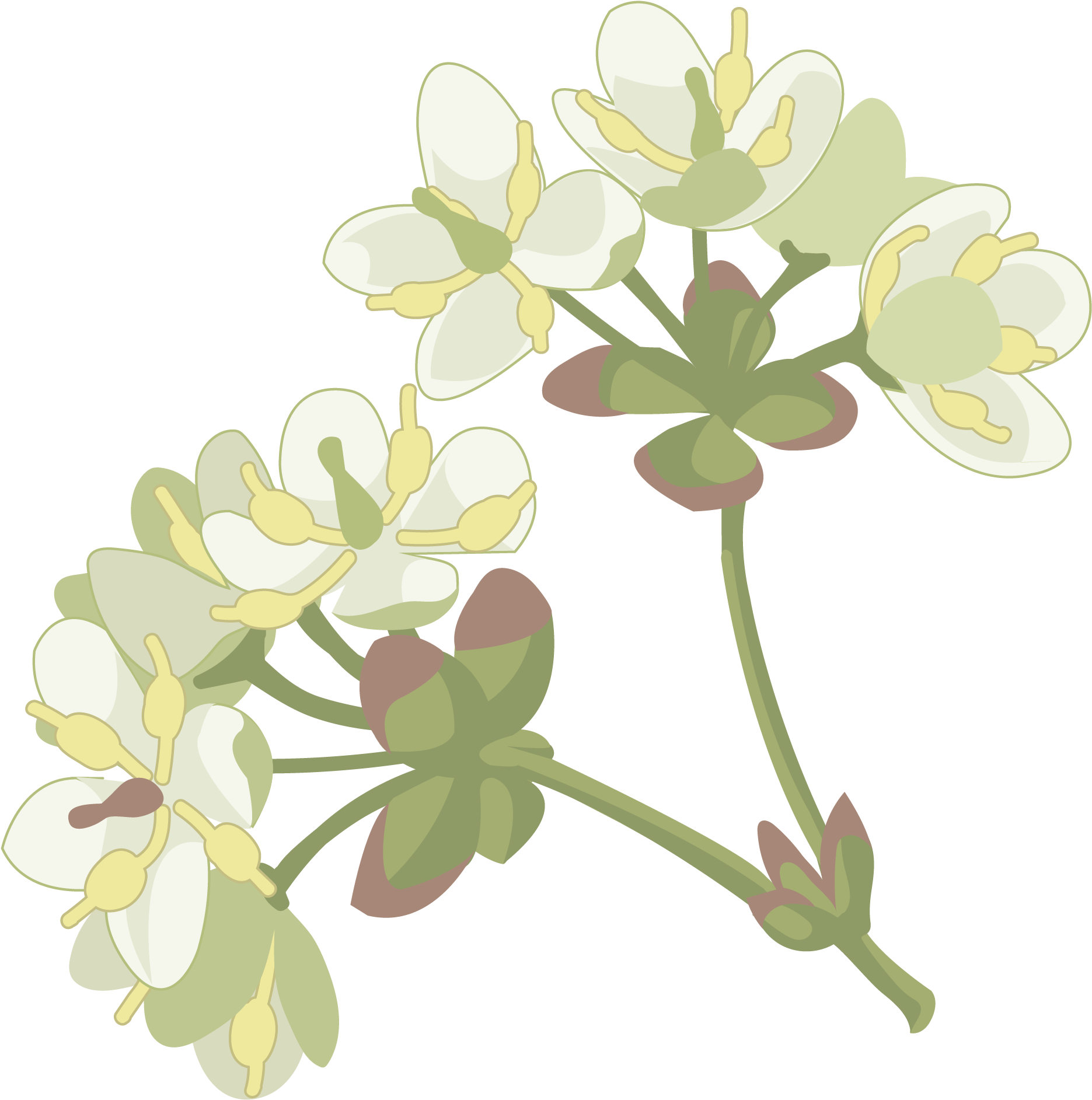 Download Laurel - Winter Aconite PNG Image with No Background - PNGkey.com