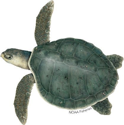 Download Kemp's Ridley Turtle - Kemp's Ridley Sea Turtle PNG Image with ...