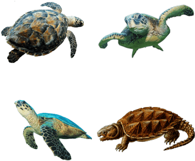 Download Sea Turtle No Background PNG Image with No Background - PNGkey.com