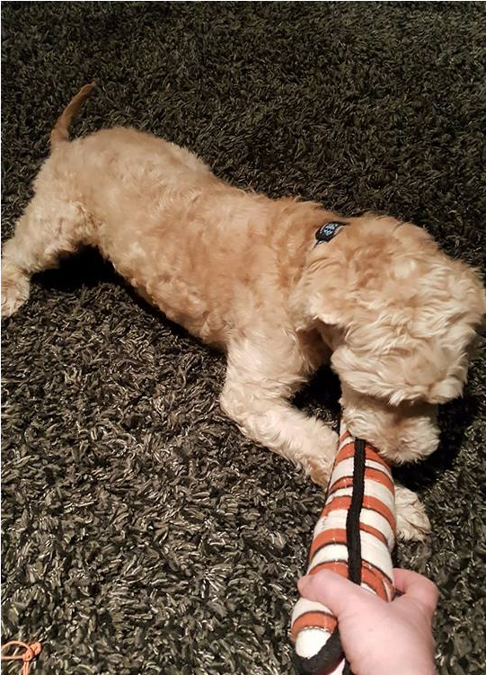 Download Goldendoodle PNG Image with No Background - PNGkey.com