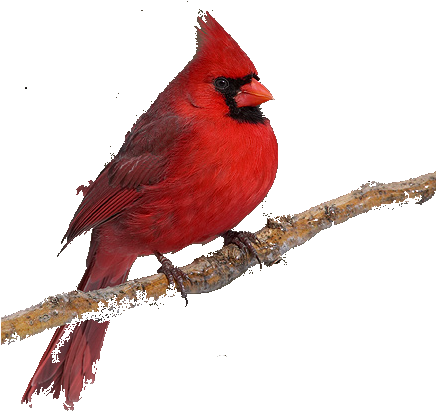 Cardinal - Cardinal With Transparent Background - Free Transparent PNG ...