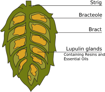 Download Cross Section Of A Hop Cone - Hops Used PNG Image with No ...