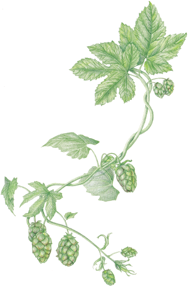 Hops - Transparent Hops - Free Transparent PNG Download - PNGkey