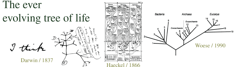 Download , Haeckel (1866), And Woese (1990)) - Darwin Tree Of Life PNG ...