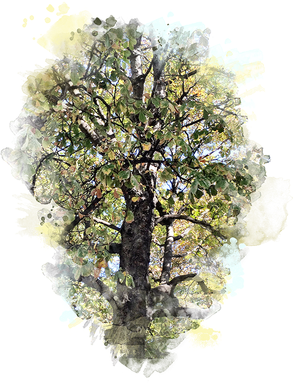 Download Forte Designs Paris Tree - Larch PNG Image with No Background ...