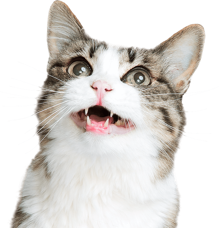 Download Transparent Cat PNG Image with No Background - PNGkey.com