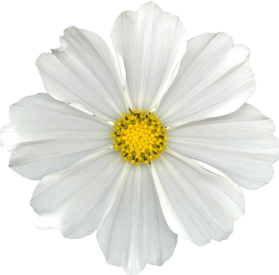 Download White Flower Png Clip Free Library - Daisy Flowers No ...