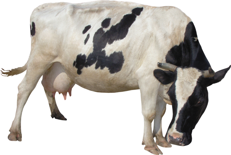 Cow Png Picture - Cows Transparent Background Png - Free Transparent ...