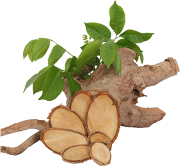 Red Tongkat Ali Png Copy - Tongkat Ali - Free Transparent PNG Download ...