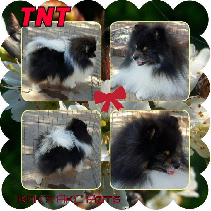 Download Meet The Our Newest Chocolate Tri Parti Color *bailey ...