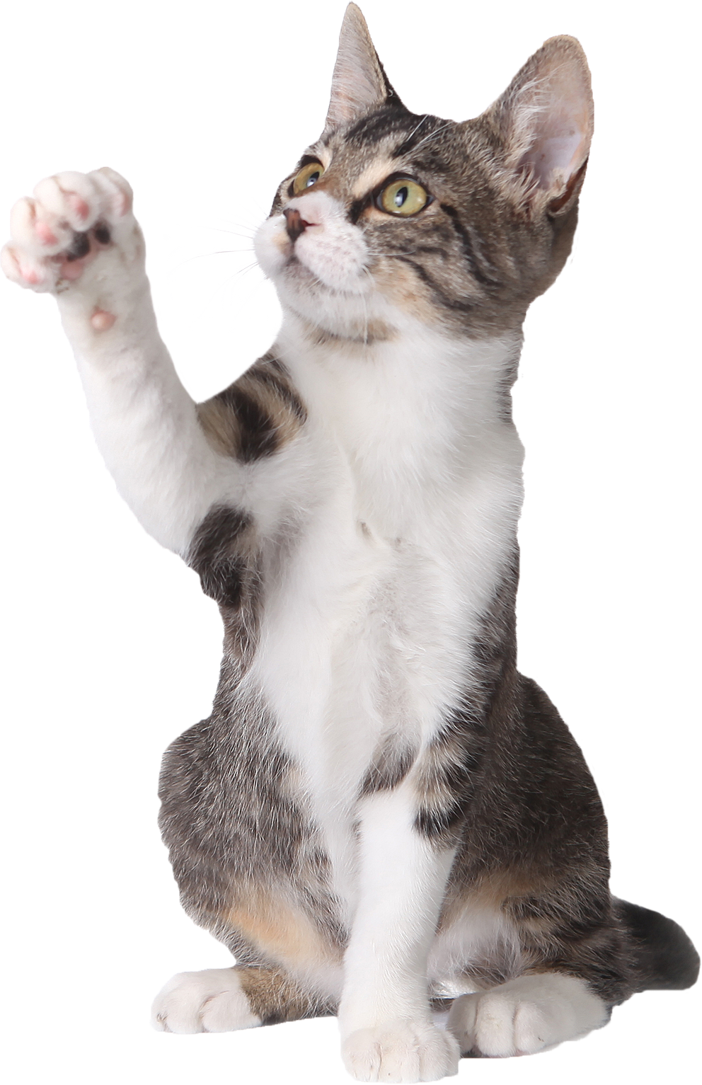Download Cat Pointing Up - Cat Pointing At Something PNG Image with No ...