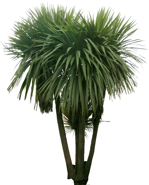 Download Png, Entourage, Photoshop, Images, Garden, Shrubs, - Sabal ...