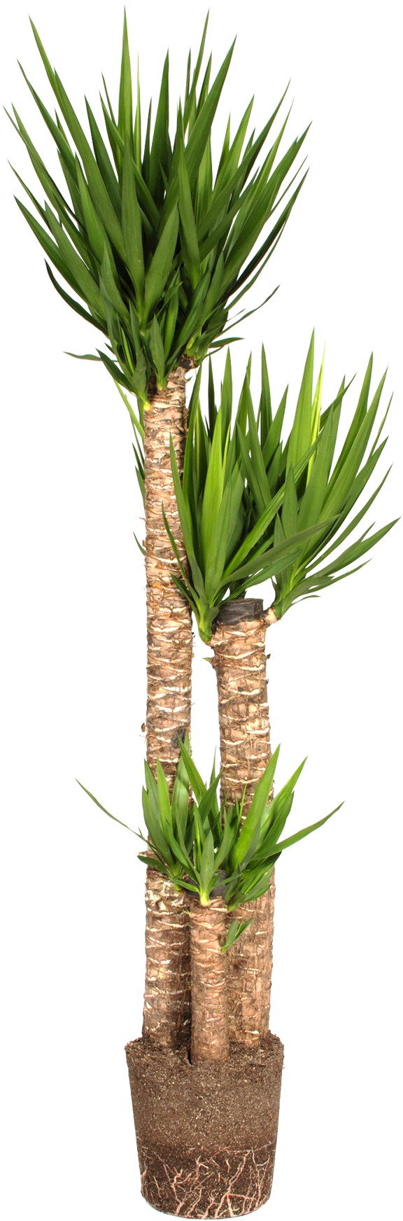 Download Yucca Png PNG Image with No Background - PNGkey.com