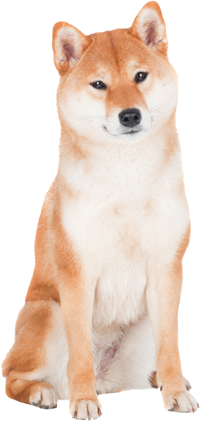 Download Shiba Inu Pricing - Shiba Inu Names Girl PNG Image with No ...