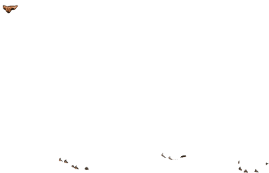 Download Accipitriformes PNG Image with No Background - PNGkey.com
