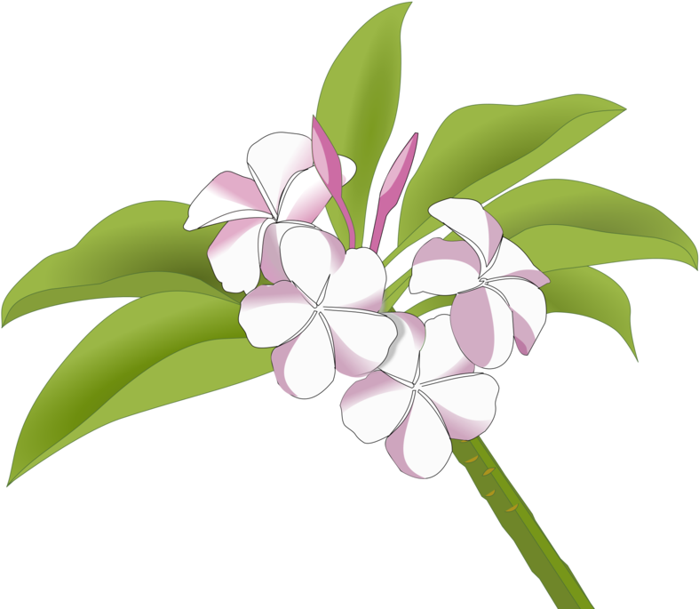 Download Floral Design Drawing Red Frangipani Flower Plumeria - Logo ...