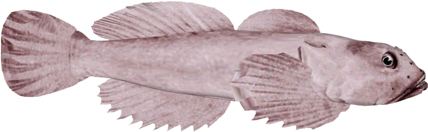 Download Blobfish PNG Image with No Background - PNGkey.com