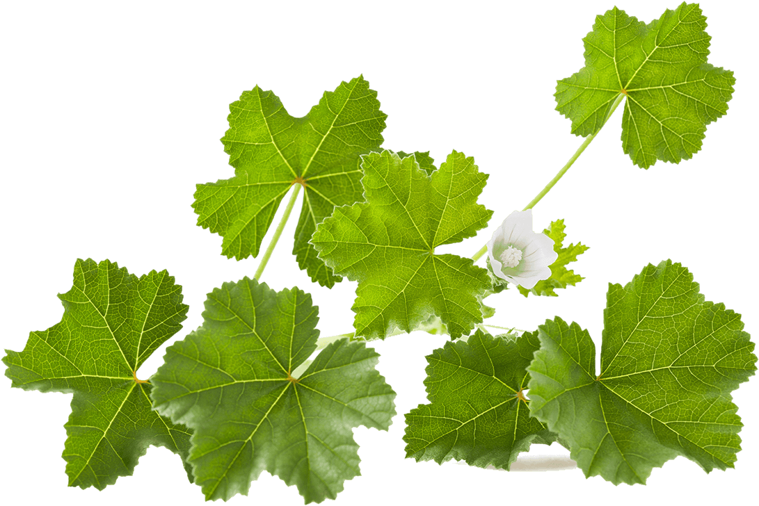 Download Mallow Leaves - Mallow Leaf Png PNG Image with No Background ...
