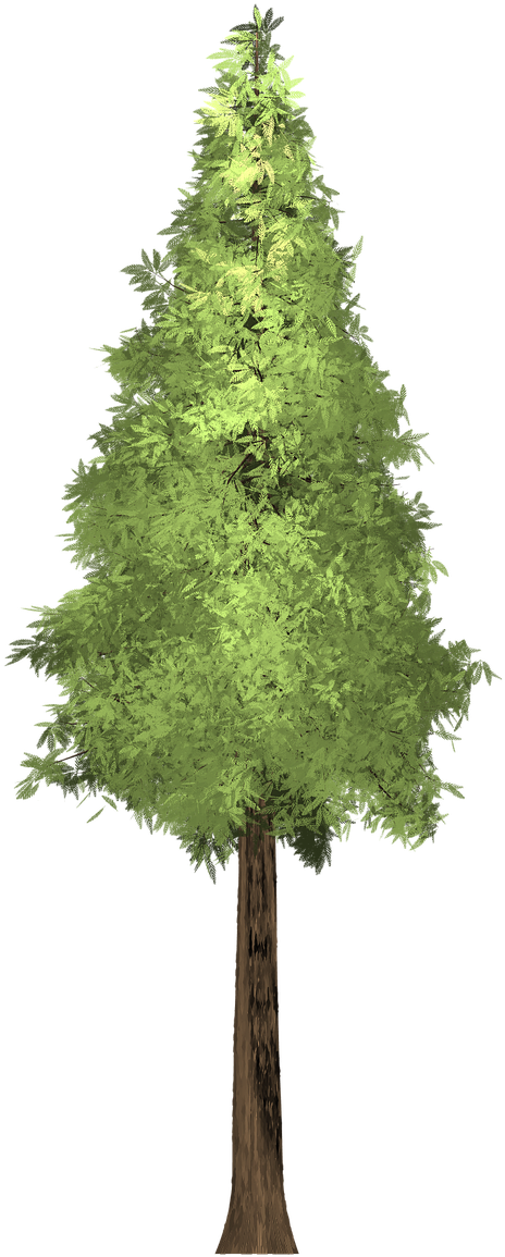 Forest, Redwood Tree Painted Tree Green Nature Pla - Painting - Free ...