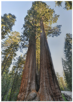 Sequoia National Park - Free Transparent PNG Download - PNGkey