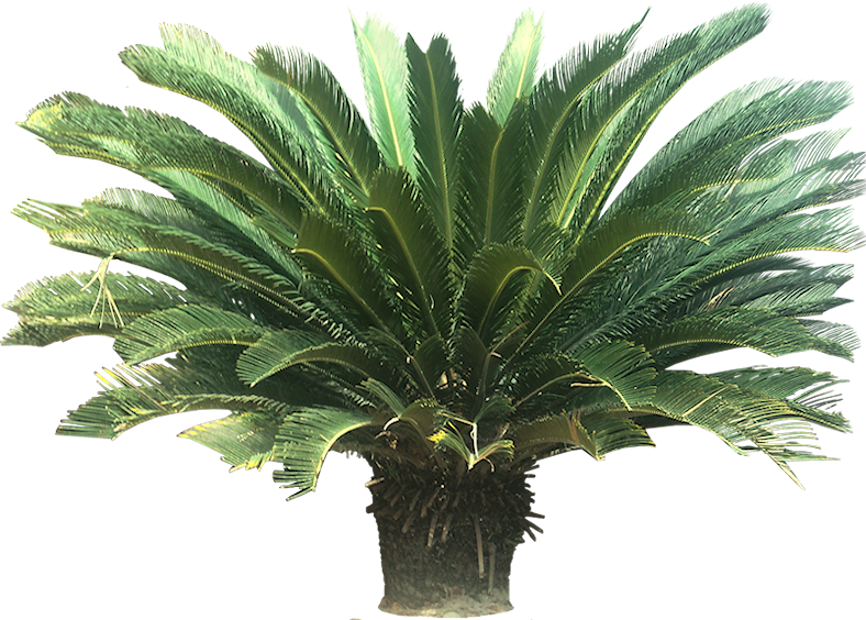 Download A Collection Of Tropical Plant Images With Transparent - Sago ...
