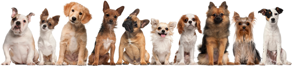 Download Group Of Dogs Sitting Against White Background 000021142304 ...