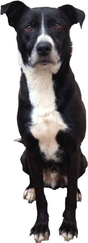 Download Dog Sitting Transparent Background PNG Image with No ...