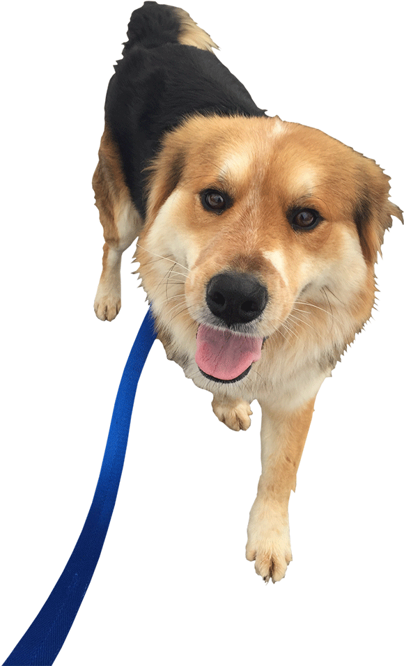 Download Dog Walking Png PNG Image with No Background - PNGkey.com