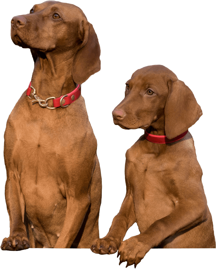 Download Fetch Two Dogs Sitting - Pet PNG Image with No Background ...