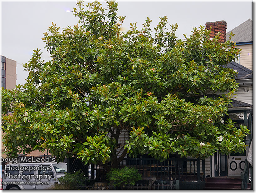 Download Victoria Variety Grandiflora Magnolia Tree PNG Image with No ...