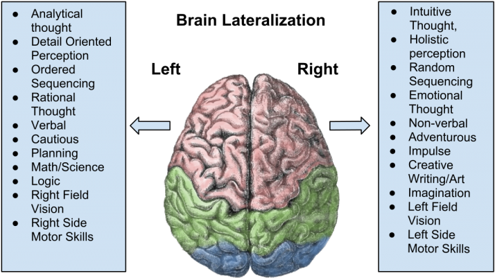 Download Brain-lateralization - Brain Lateralization PNG Image with No ...