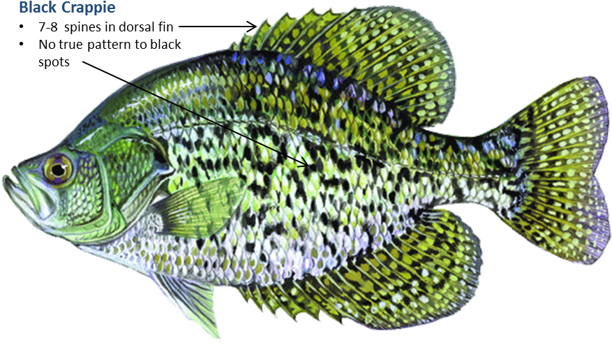 Download Crappie Jumping Out Of Water PNG Image with No Background ...
