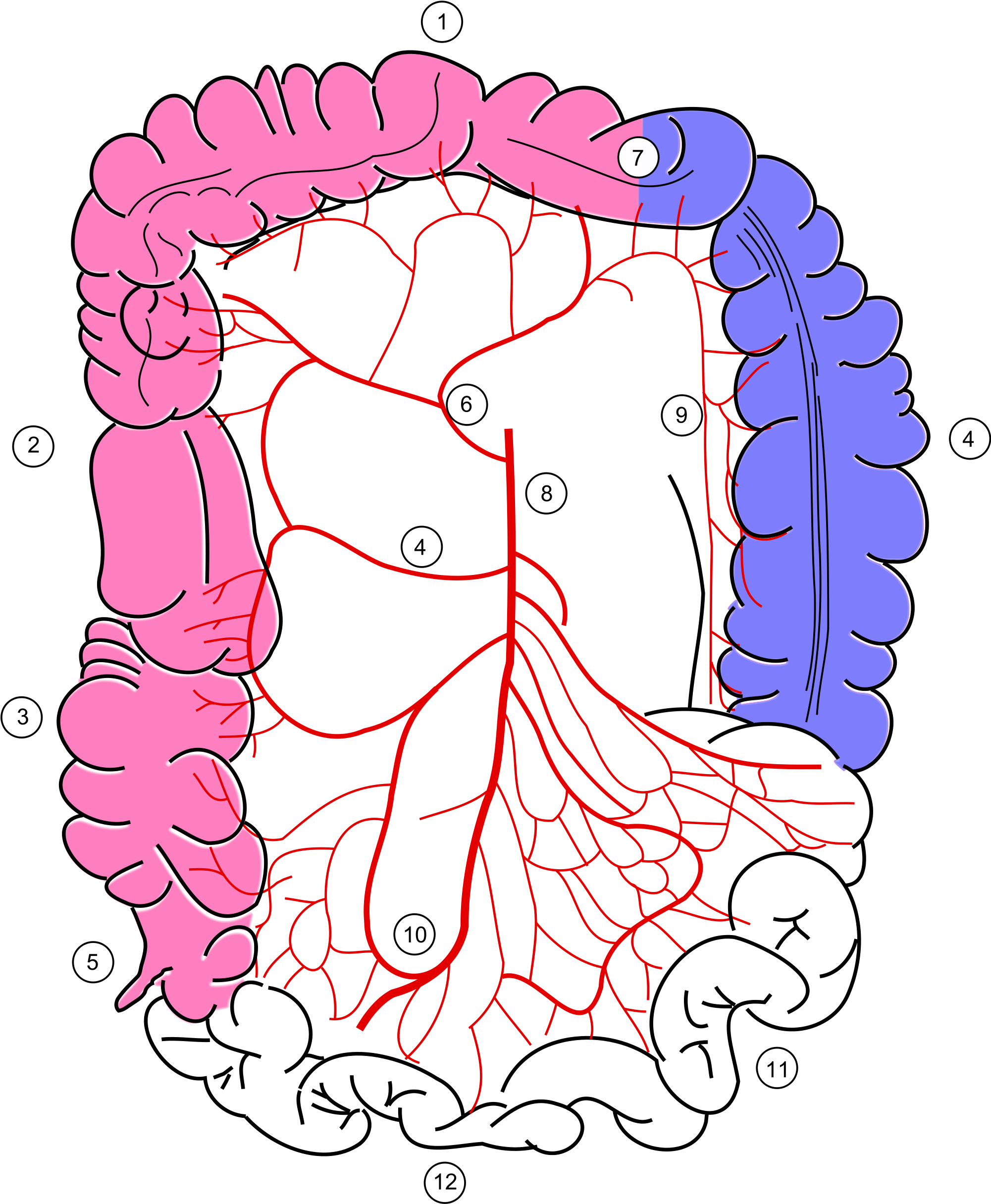 Download Open - Colon Blood Supply PNG Image with No Background ...