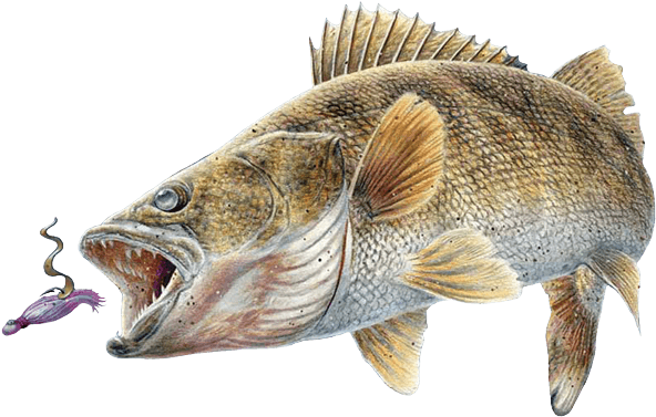 Walleye Perch - Walleye Fish - Free Transparent PNG Download - PNGkey